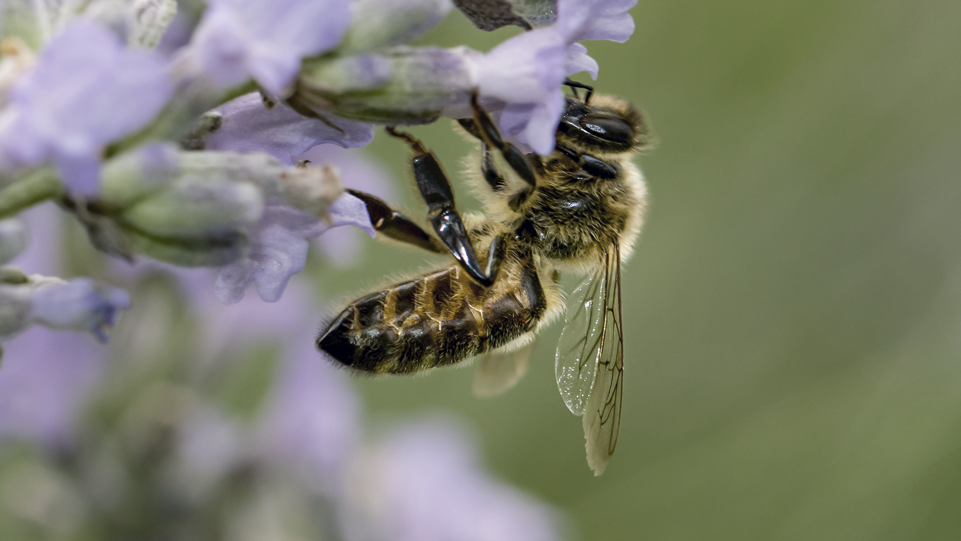 Biodiversity: The next frontier in sustainable finance | Nordea